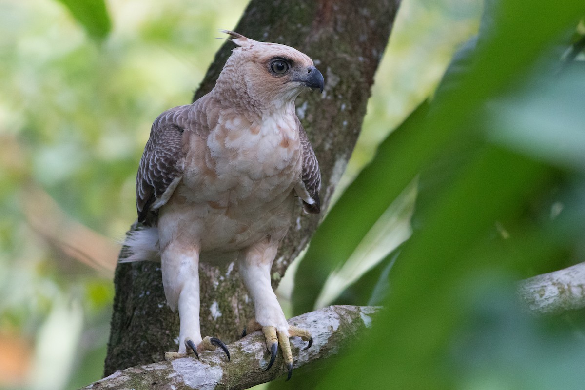 ML138953551 - Wallace's Hawk-Eagle - Macaulay Library