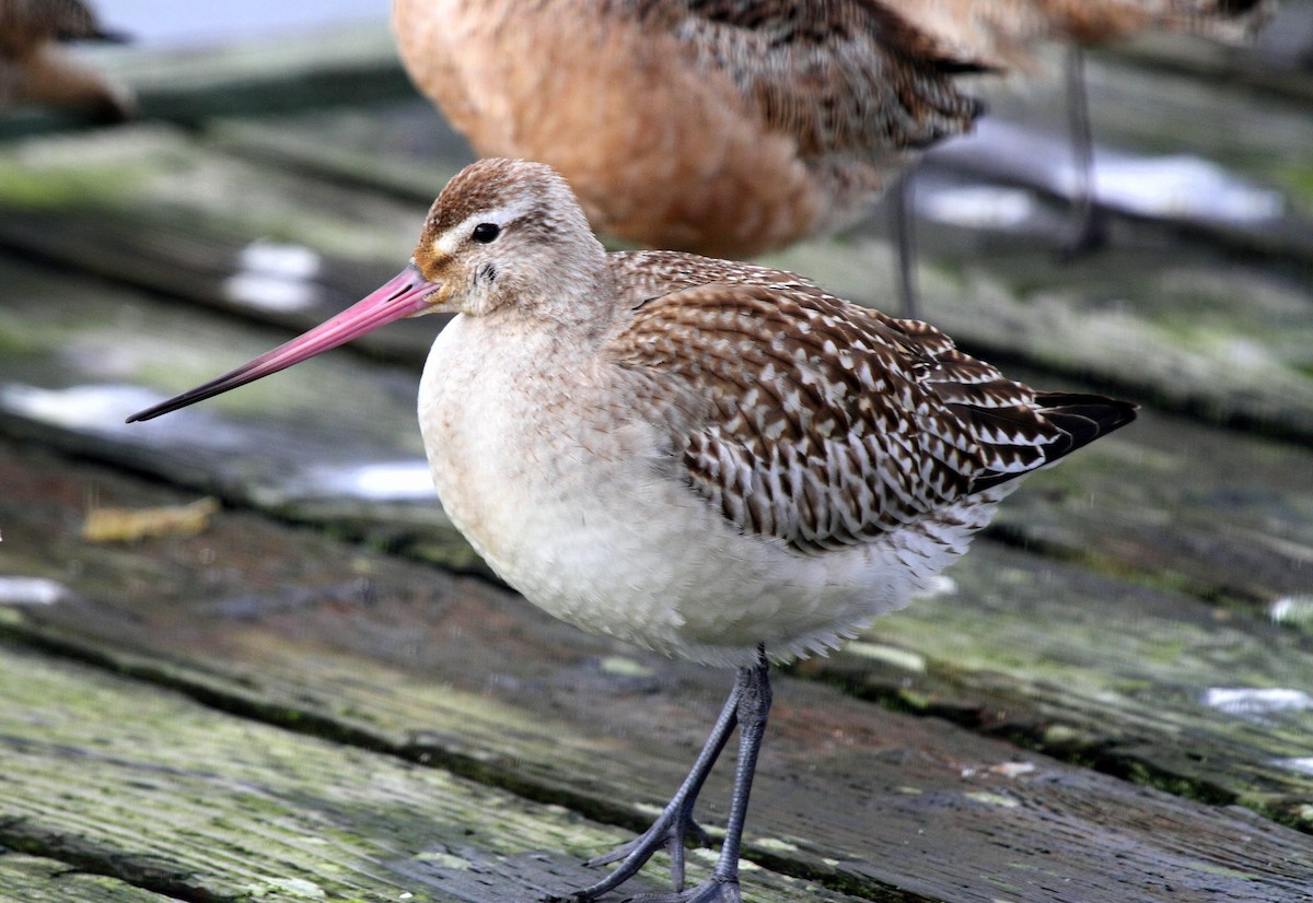 eBird Checklist - 1 Nov 2012 - Tokeland -- marina - 1 species