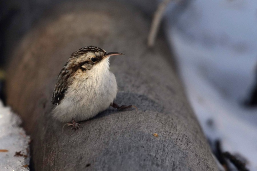Brown Creeper (montana/idahoensis) - eBird