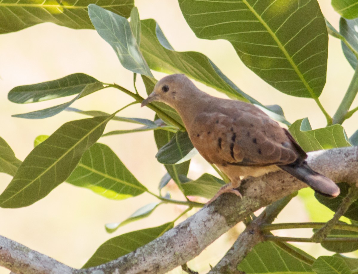 eBird Checklist - 2 Feb 2019 - Esquipulas (town) - 43 species