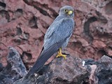 Iconic Birds - Muscat--Offshore pelagic, Muscat, Oman - eBird Hotspot