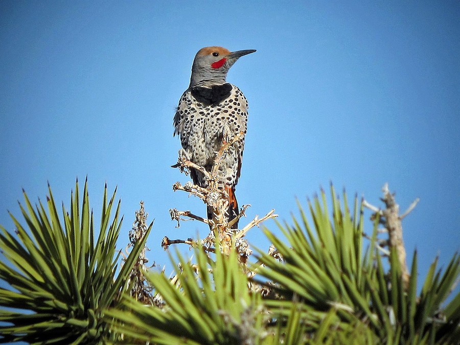 Northern x Gilded Flicker (hybrid) - eBird