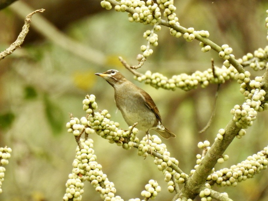 Gray-sided/Eyebrowed Thrush - eBird