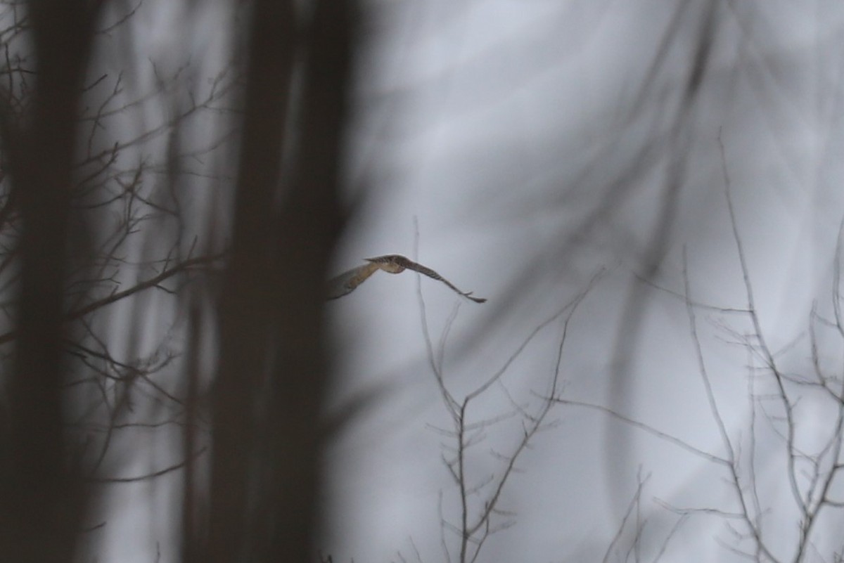 eBird Checklist - 16 Feb 2019 - Chippewa Nature Center - 22 species