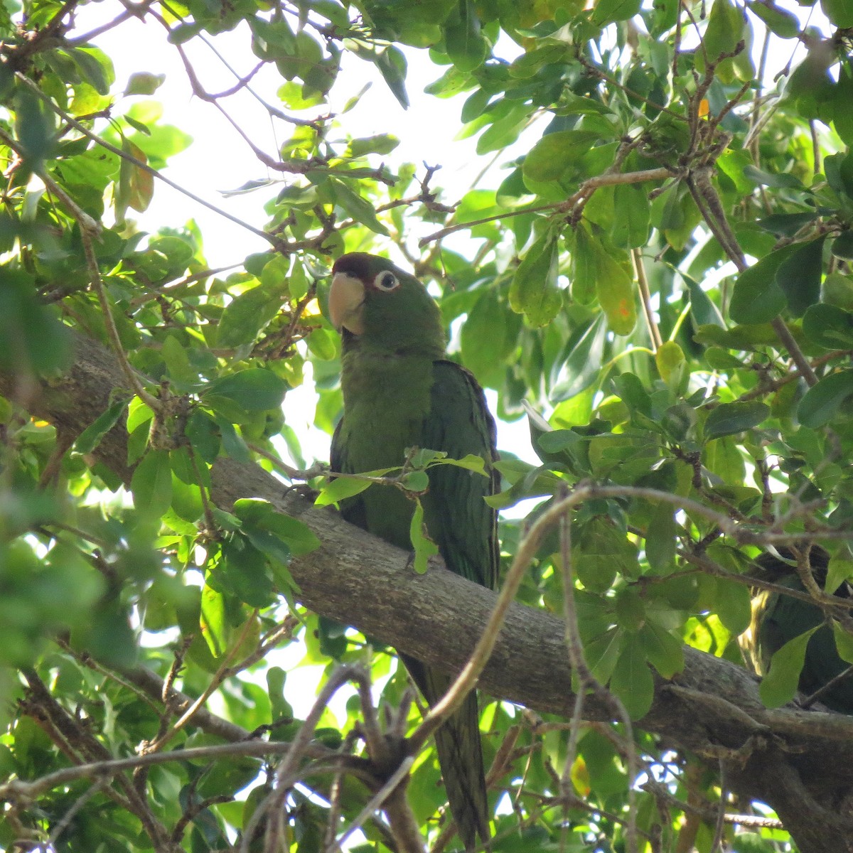 eBird Checklist - 17 Feb 2019 - 350 Southeast 2nd Street, Fort ...