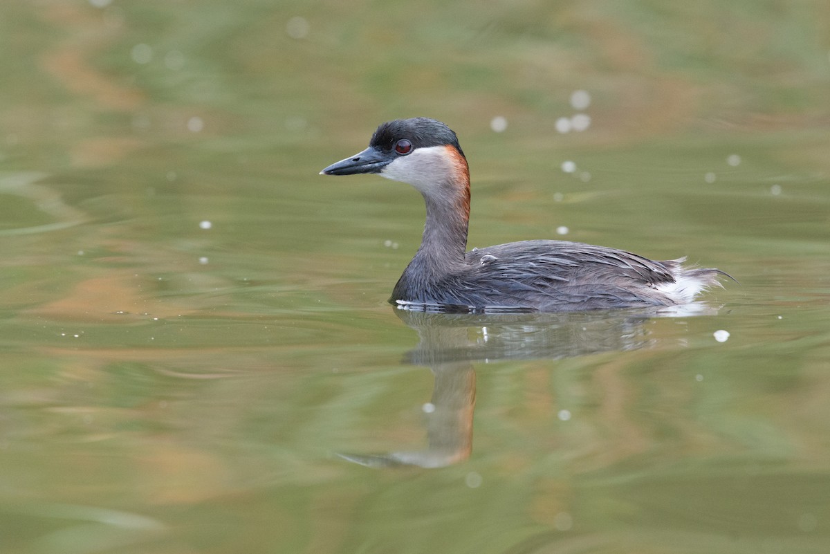 ML141599231 - Madagascar Grebe - Macaulay Library