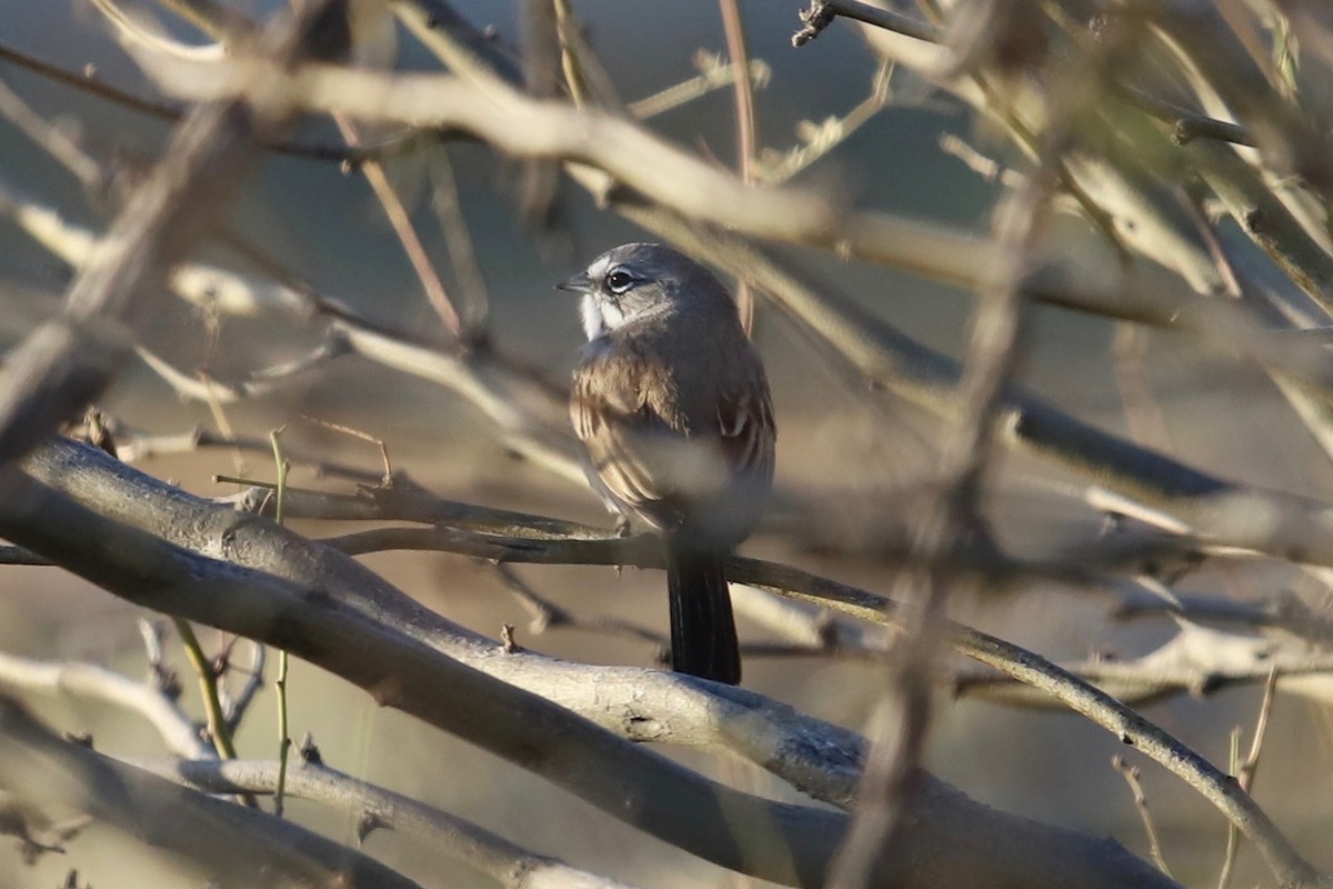 eBird Checklist - 16 Feb 2019 - Robbins Butte Wildlife Area - 30 ...