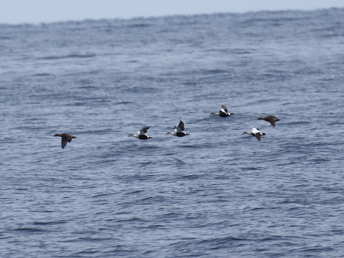 eBird Checklist - 23 Feb 2019 - Jeffrey's Ledge (NH) - 10 species (+1 ...