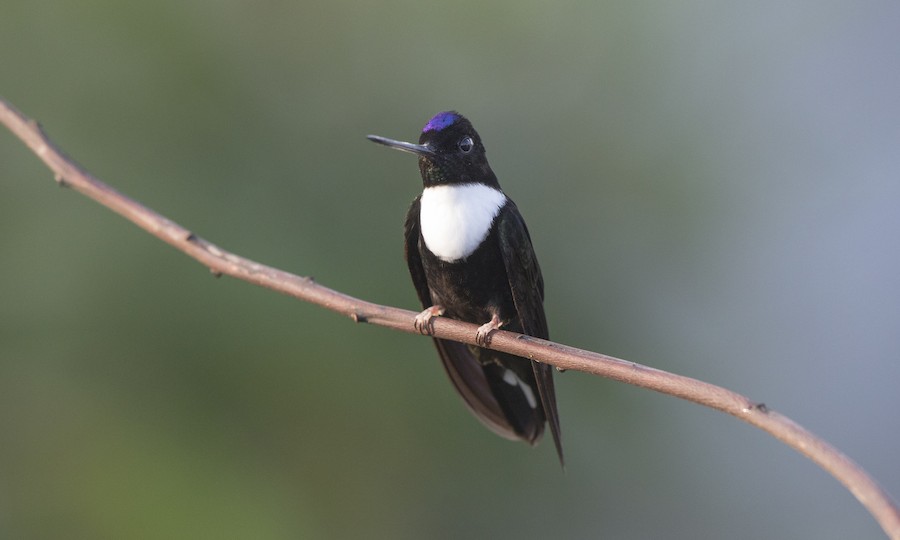 Collared Inca (Collared) - eBird