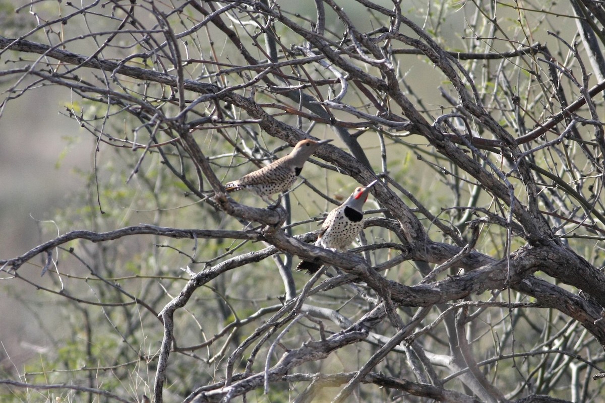 eBird Checklist - 2 Mar 2019 - Old Hayhook Ranch - 29 species