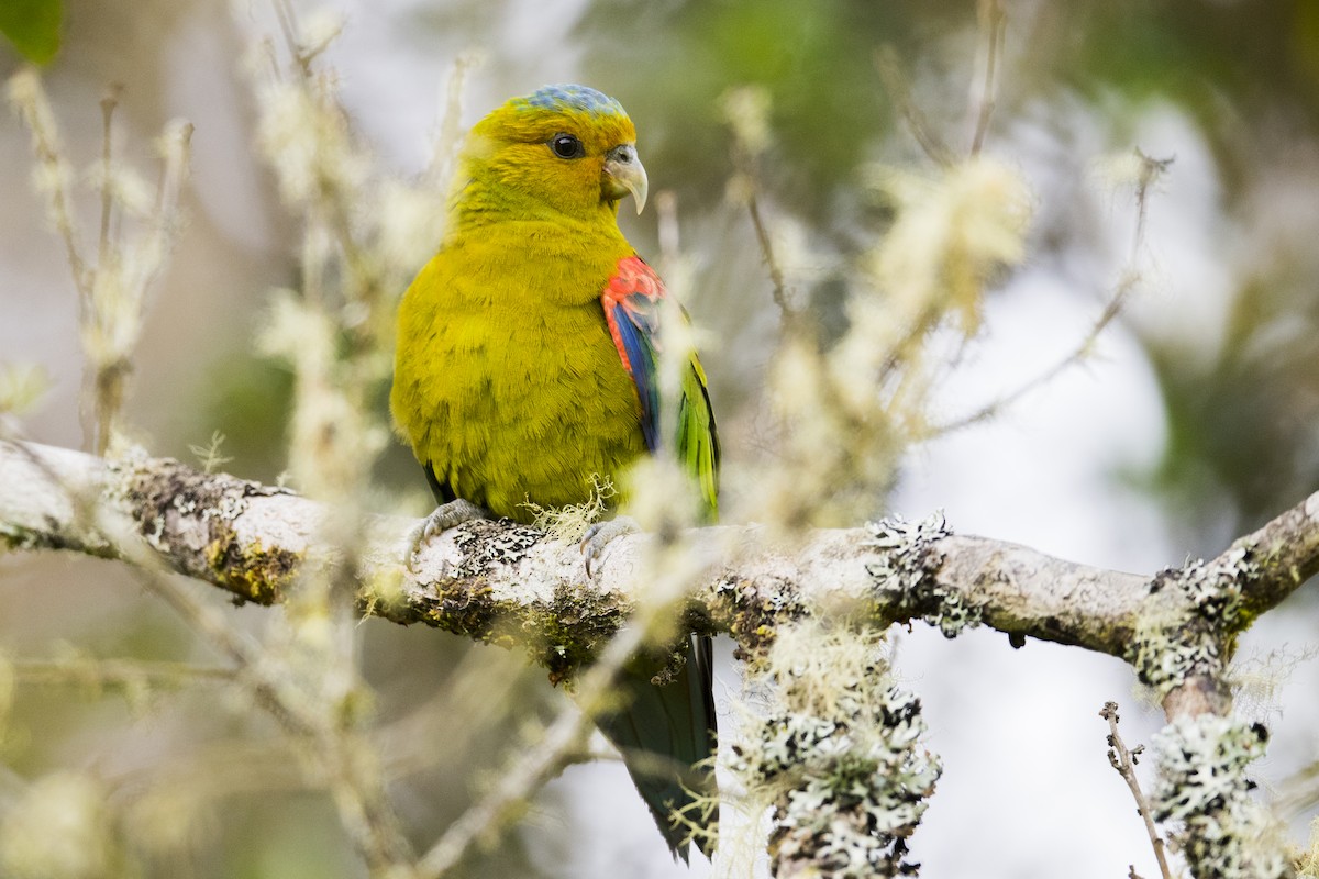 ML144345491 - Indigo-winged Parrot - Macaulay Library