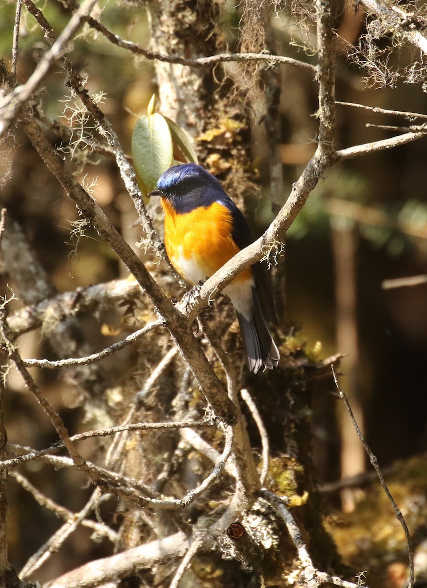 ML144460941 - Rufous-breasted Bush-Robin - Macaulay Library