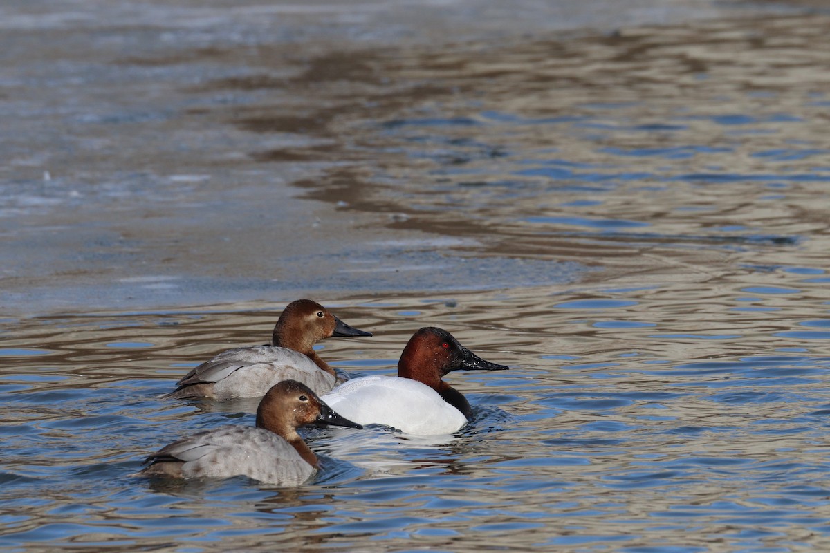 eBird Checklist - 9 Mar 2019 - Presque Isle SP--Gull Pt. - 27 species (+1 other taxa)