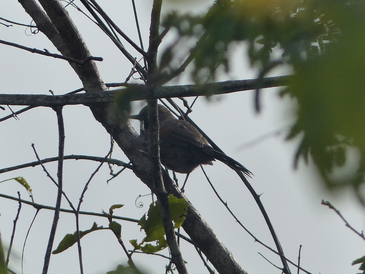 ML144977961 - Red-shouldered Spinetail - Macaulay Library
