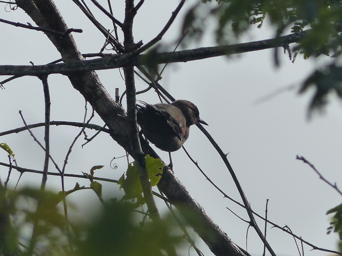 ML144978061 - Red-shouldered Spinetail - Macaulay Library