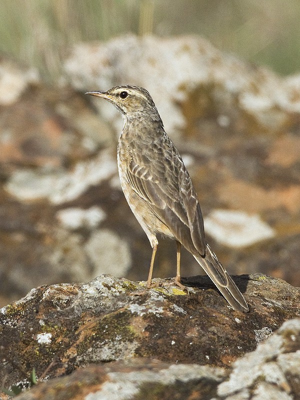 Long-billed Pipit (Nairobi) - eBird