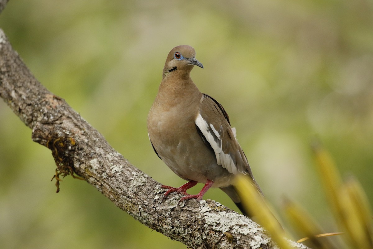 eBird Checklist - 13 Mar 2019 - Hotel Bougainvillea - 33 species (+1 ...