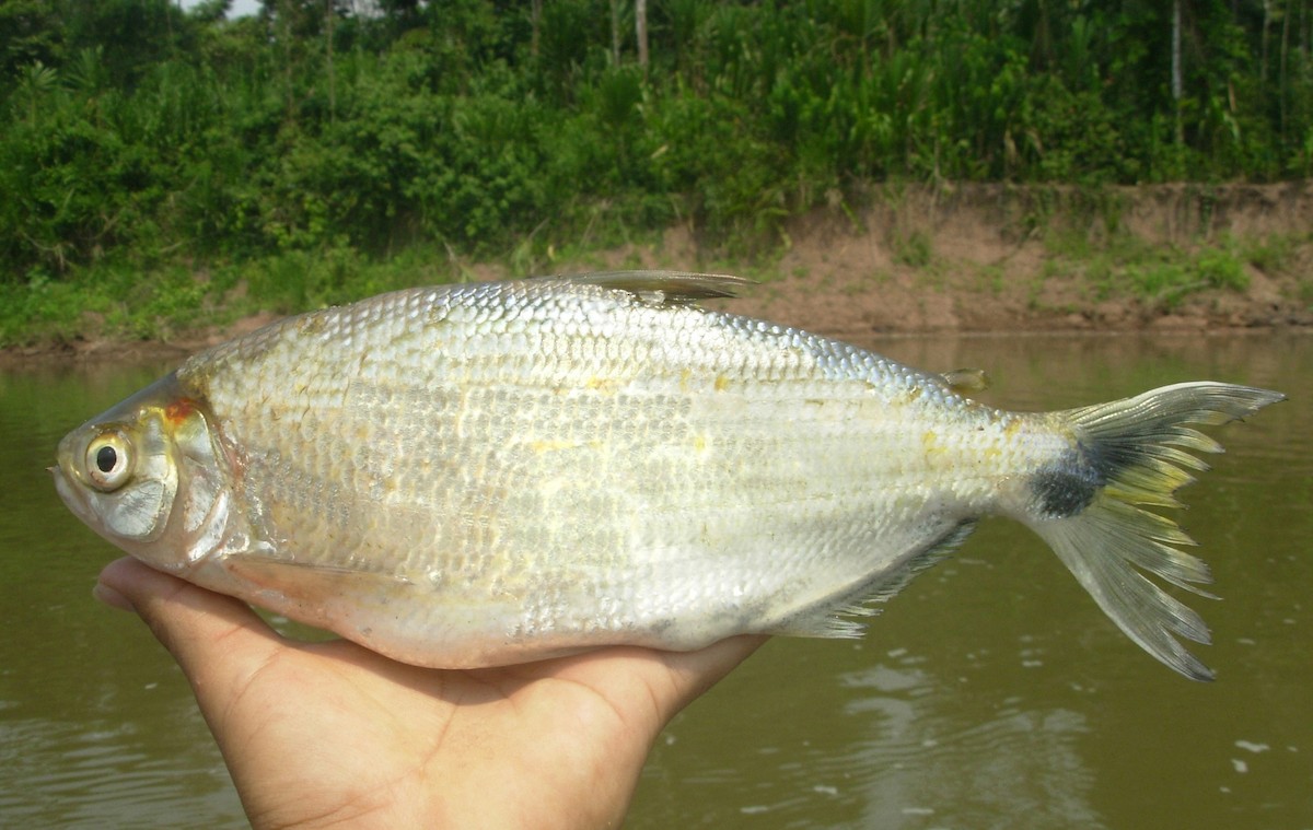 ML145635861 - Fish sp. - Macaulay Library
