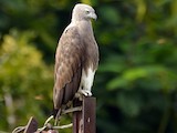 Iconic Birds - Taman Negara NP Kuala Tahan* general area (use more ...