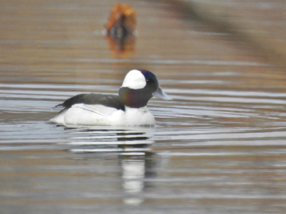 eBird Checklist - 19 Mar 2019 - Pontius Pond above Quail Hollow - 12 ...