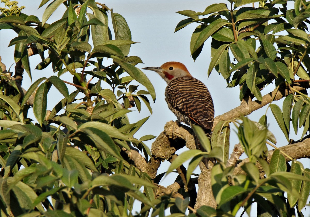 eBird Checklist - 19 Mar 2019 - Godinez--Aldea Los Robles - 36 species