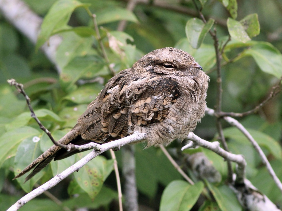 Ladder-tailed Nightjar - Hydropsalis climacocerca - Birds of the World