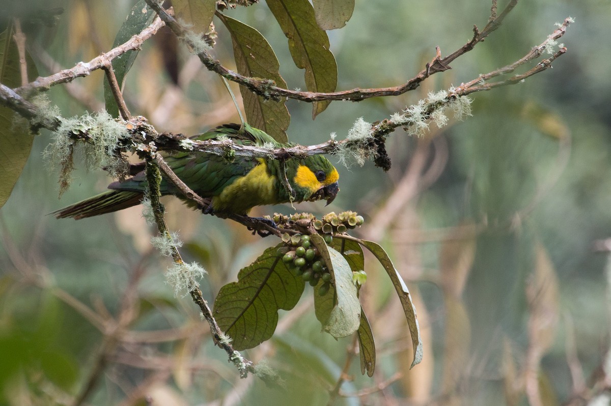 ML146682841 - Yellow-eared Parrot - Macaulay Library