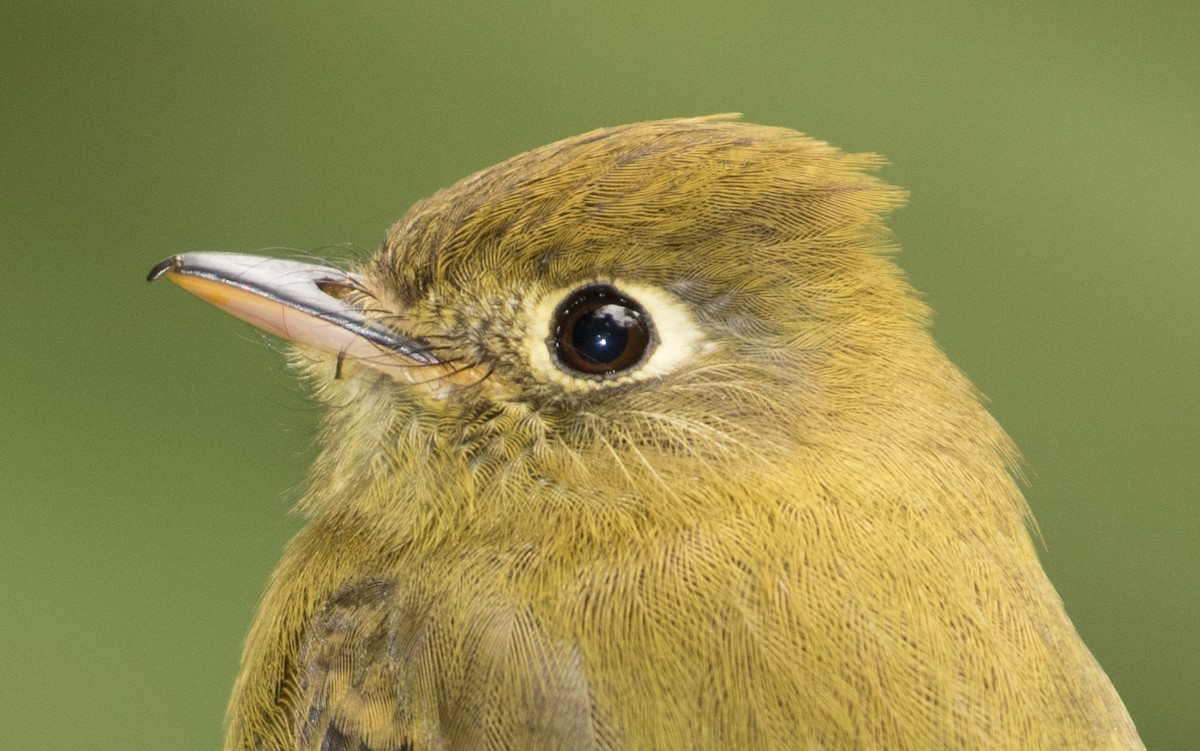 eBird Checklist - 19 Mar 2019 - Sky Adventures - Monteverde Park - 13 ...