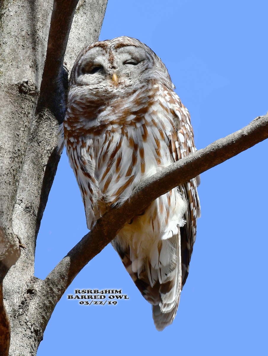 Wisconsin Breeding Bird Atlas Checklist - 22 Mar 2019 - Mangan Woods ...