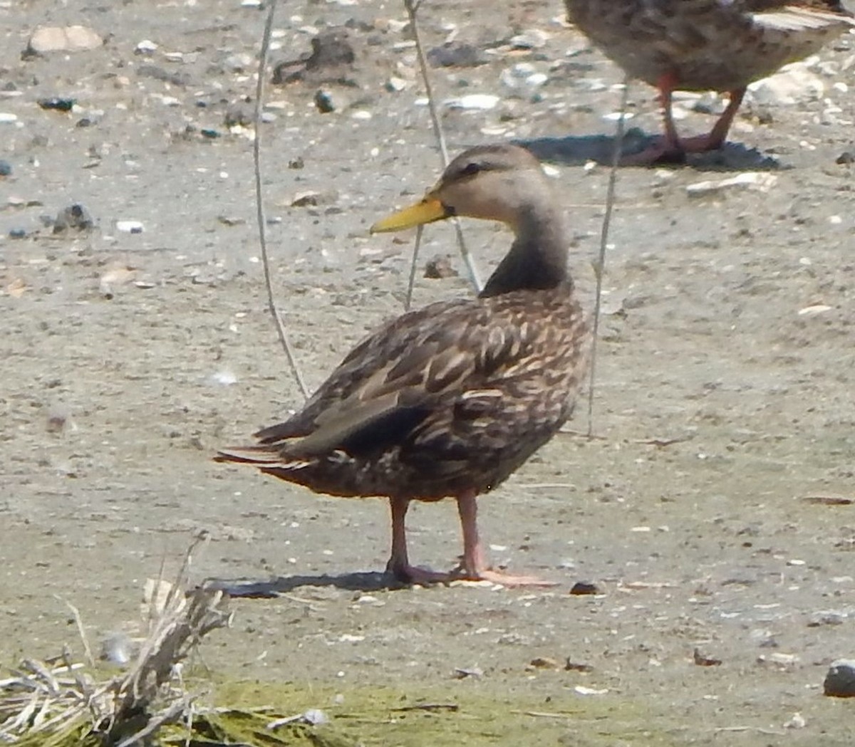Virginia Breeding Bird Atlas Checklist - 14 Jun 2018 - CIDMMAOnePB - 78 ...
