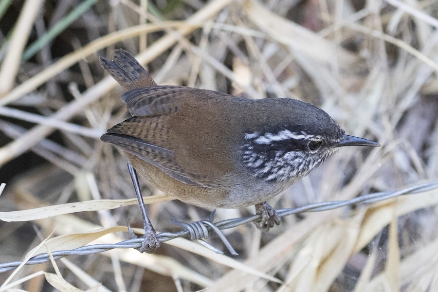 Gray-breasted Wood-Wren (bangsi) - eBird