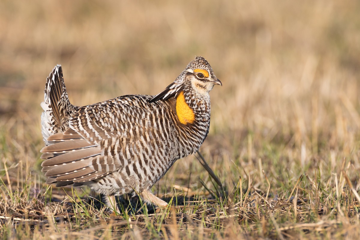 Greater Prairie-Chicken - Tympanuchus cupido - Media Search - Macaulay ...