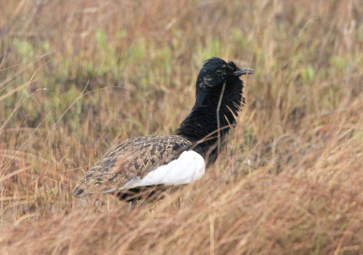 ML148618861 - Bengal Florican - Macaulay Library
