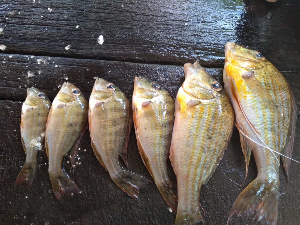 ML148711031 - Fish sp. - Macaulay Library