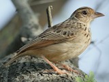 Iconic Birds - Sanyasi Varadar Temple Area, Thalavaipatty, Salem, Tamil ...