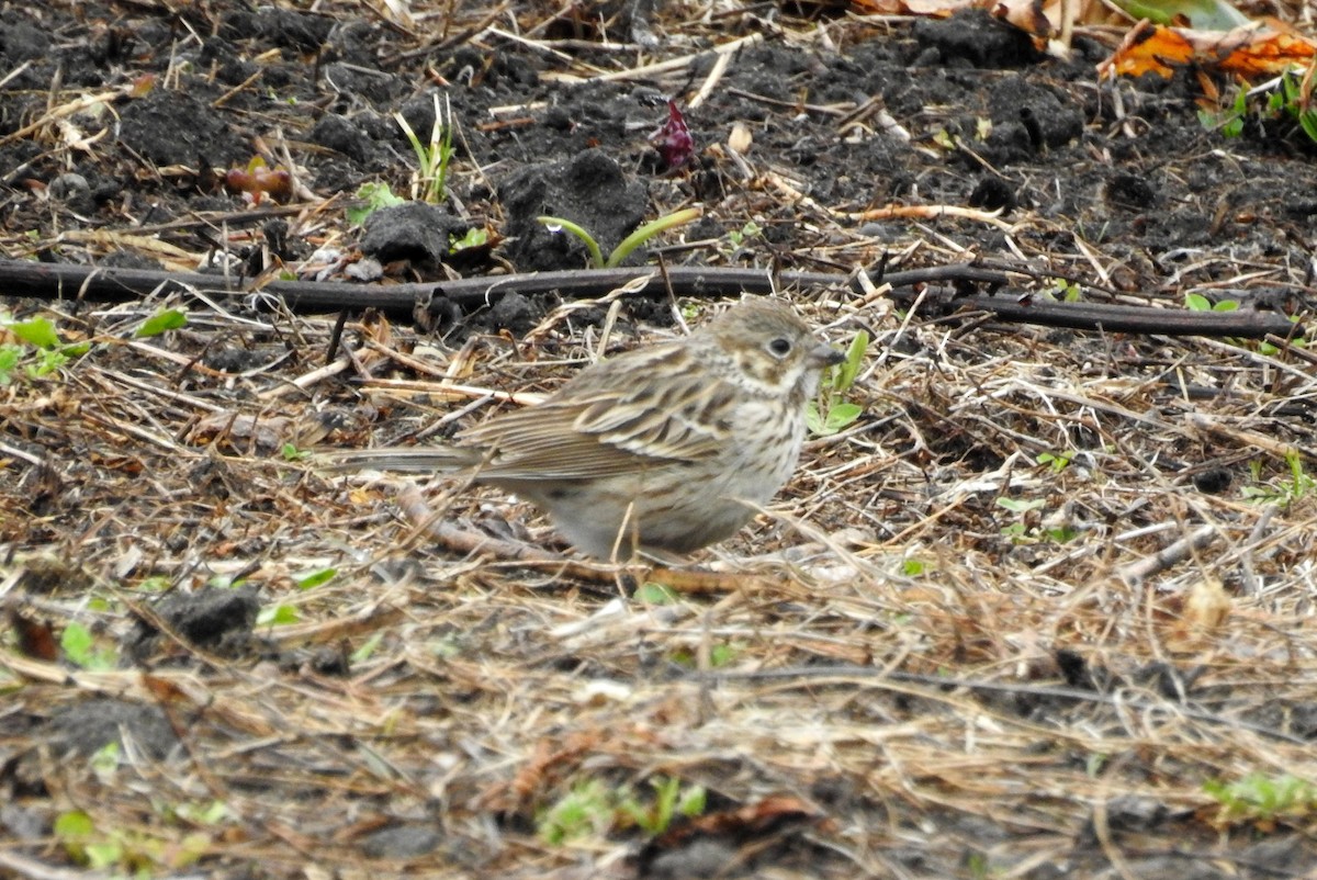 eBird Checklist - 5 Apr 2019 - Montrose Point Bird Sanctuary, Lincoln ...
