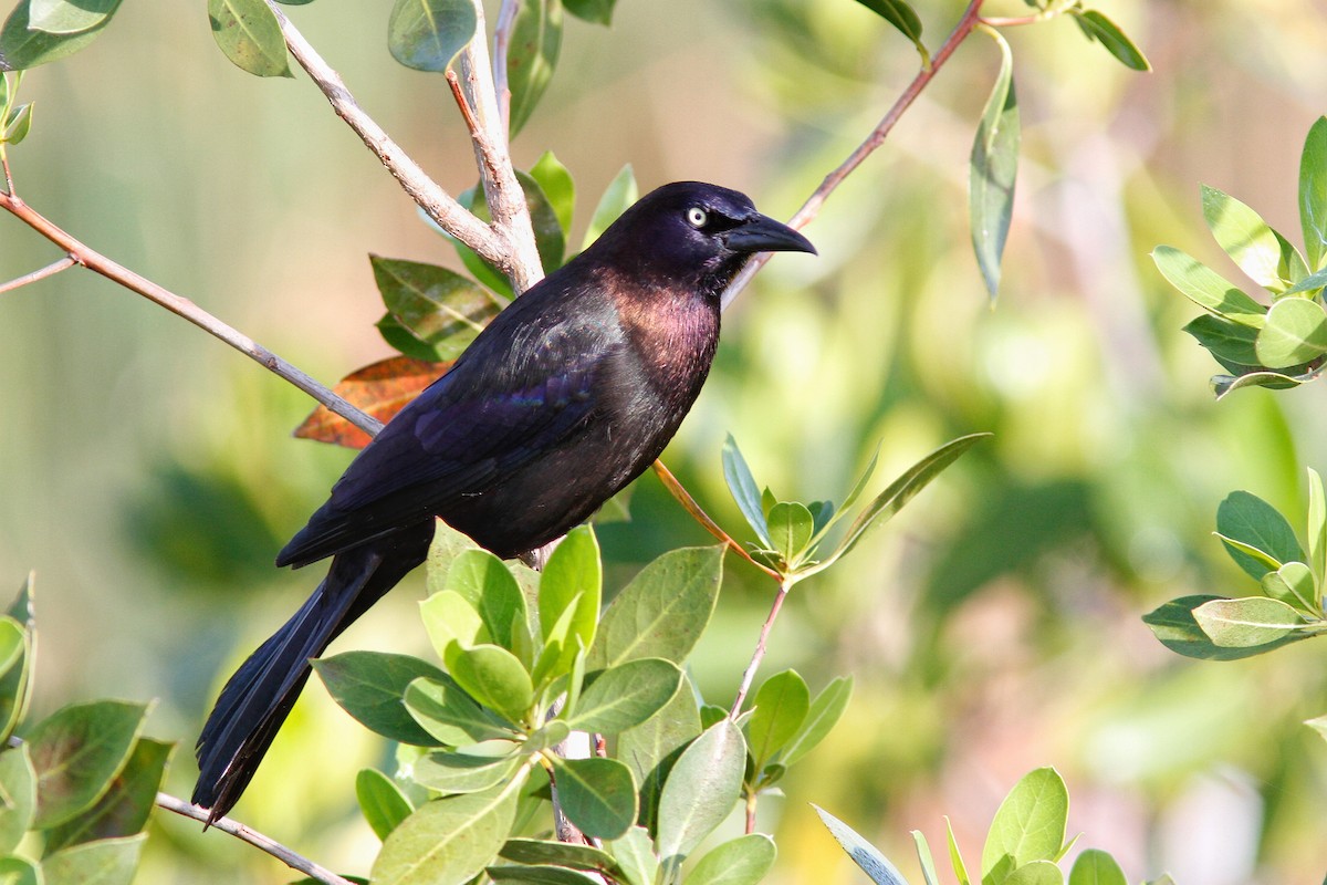 ML149201081 - Common Grackle - Macaulay Library