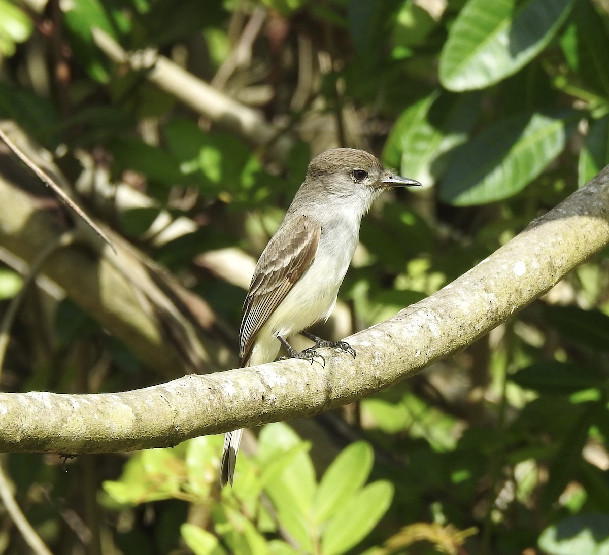 eBird Checklist - 6 Apr 2019 - Abaco--Big Bird Chicken Farm - 28 species