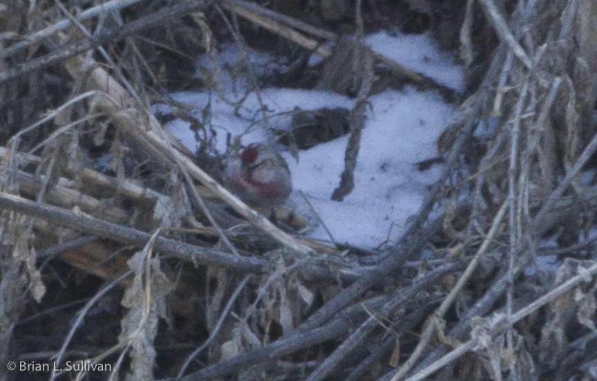 eBird Checklist - 15 Feb 2013 - Tule Lake NWR--Auto Tour Route Along ...