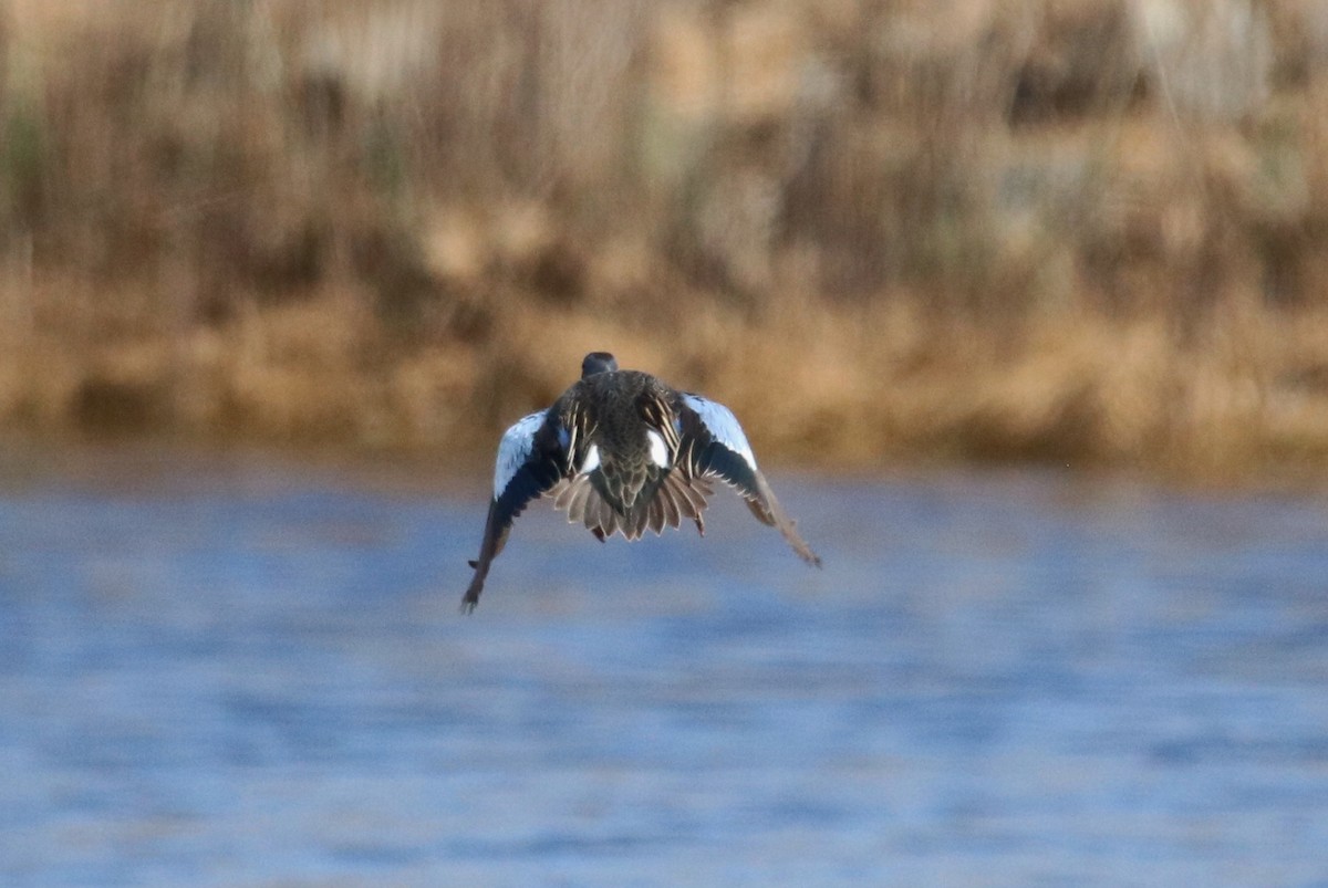 eBird Checklist - 8 Apr 2019 - **Back Bay NWR - 36 species