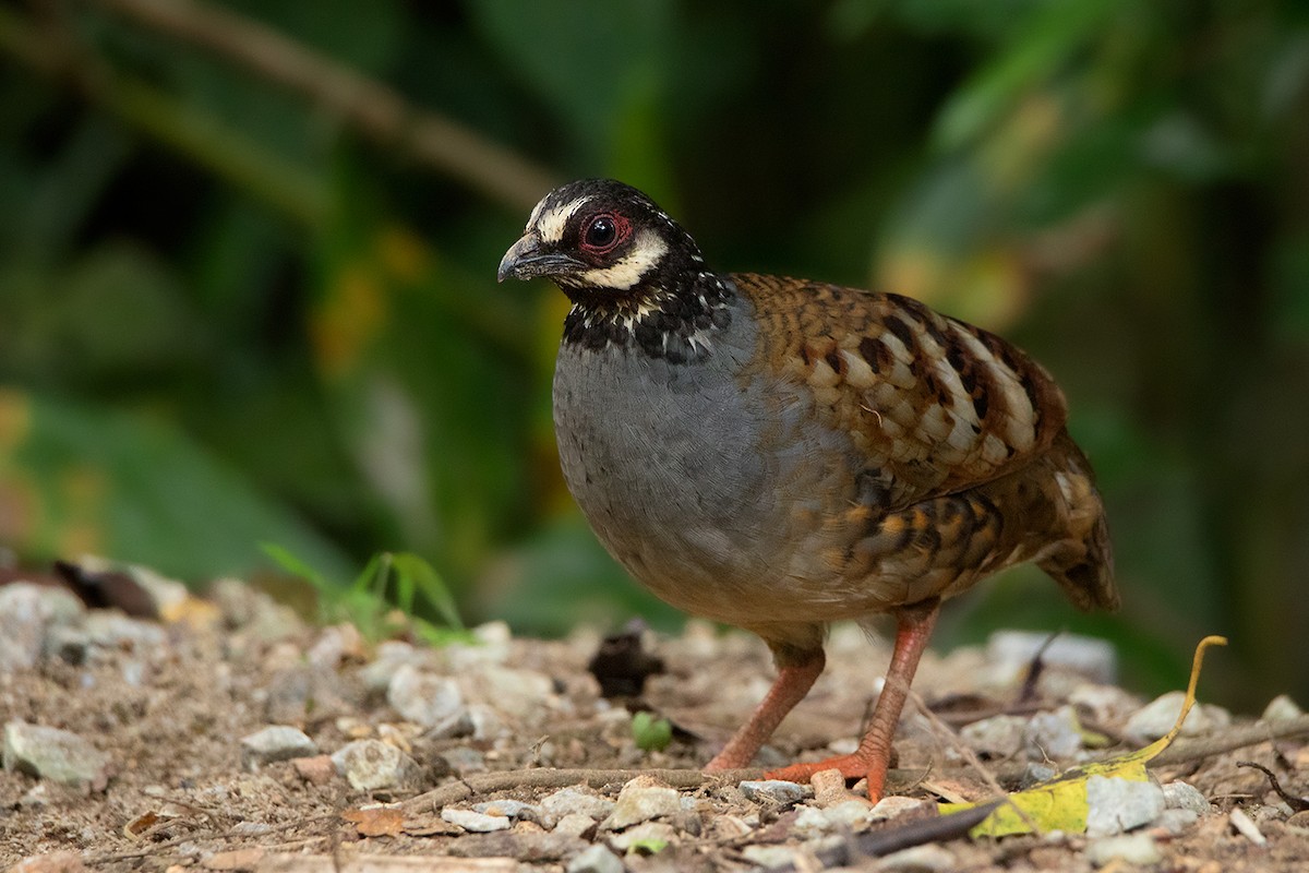ML149981591 - Malayan Partridge - Macaulay Library