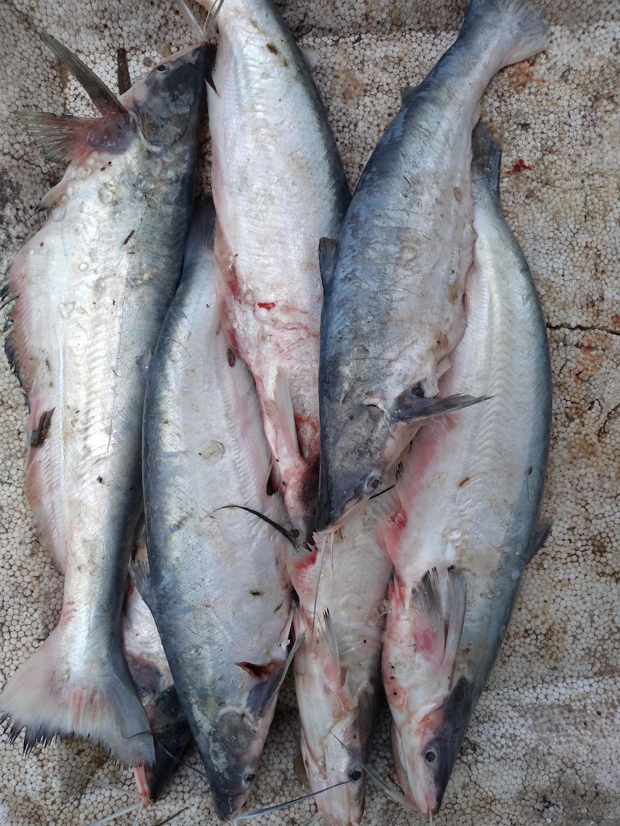 ML150011231 - Mapará - Macaulay Library