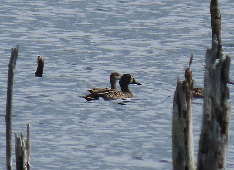 eBird Checklist - 9 Apr 2019 - Roanoke Island Marsh Game Land - 19 species