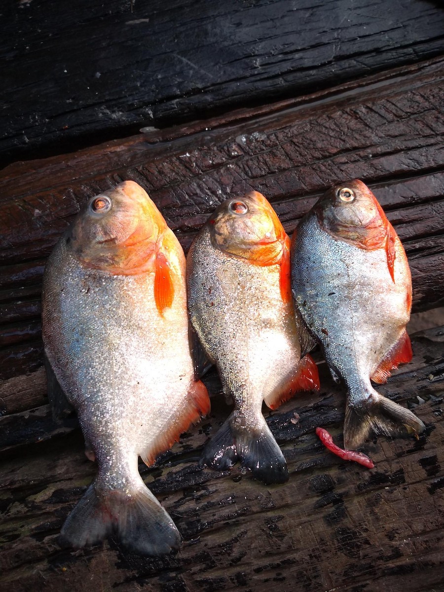 ML150516541 - Fish sp. - Macaulay Library
