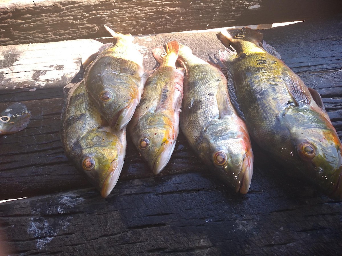 ML150516741 - Fish sp. - Macaulay Library