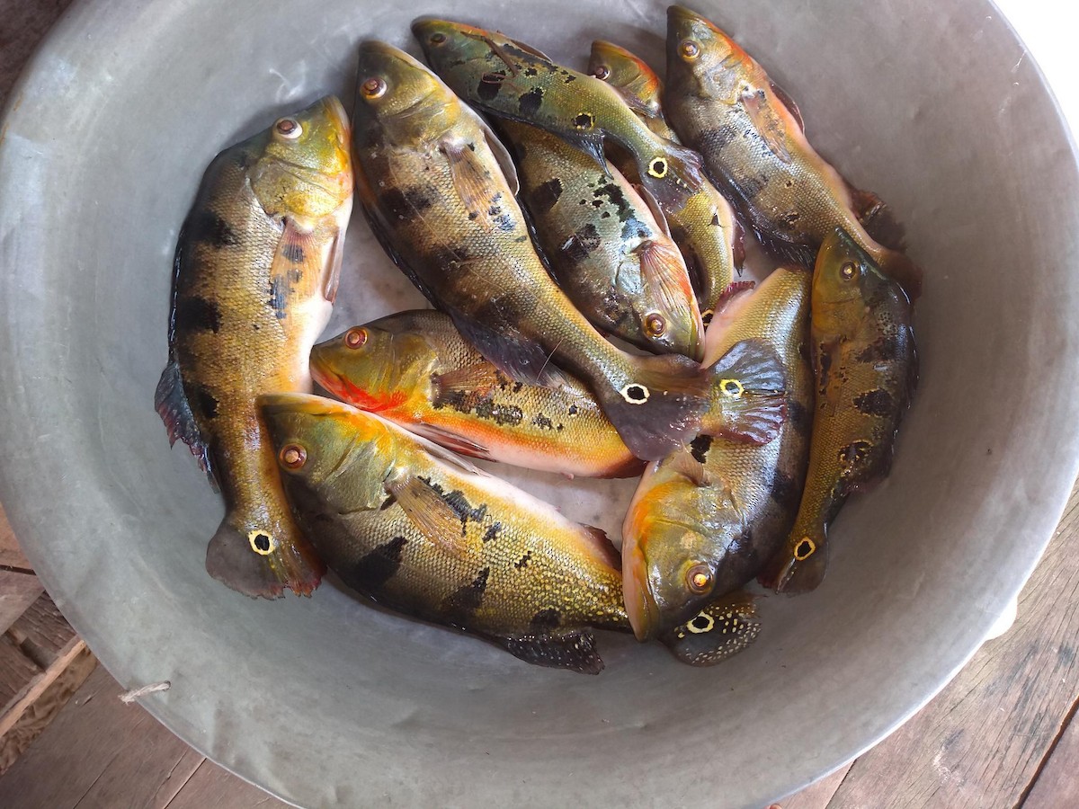 ML150517261 - Fish sp. - Macaulay Library