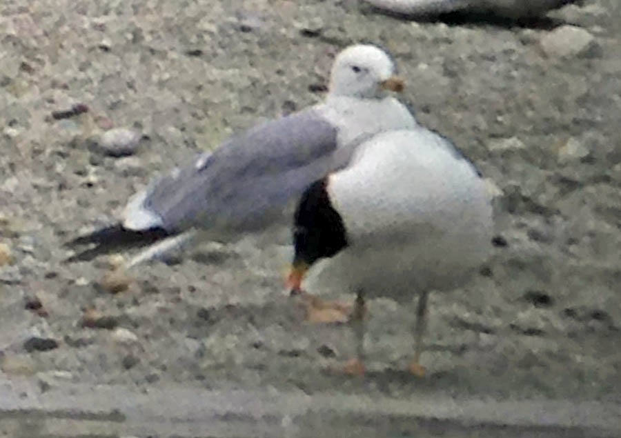 ML151310221 - Lesser Black-backed Gull (Steppe) - Macaulay Library
