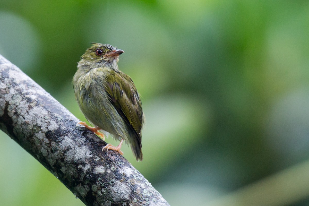 ML151351511 - Fiery-capped Manakin - Macaulay Library