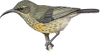 Shelley's Sunbird - Cinnyris shelleyi - Birds of the World