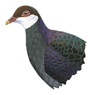 Metallic Pigeon - Columba vitiensis - Birds of the World
